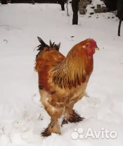 Брама Палевая. Петух