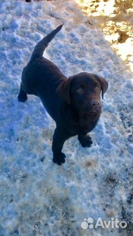 Лабрадор сука 6 лет