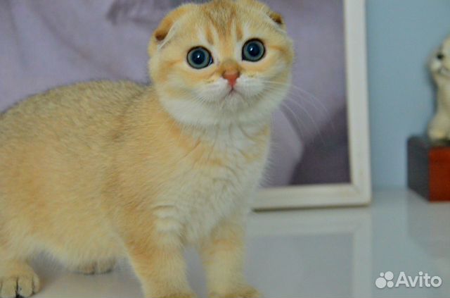 Золотая вислоухая шиншилла