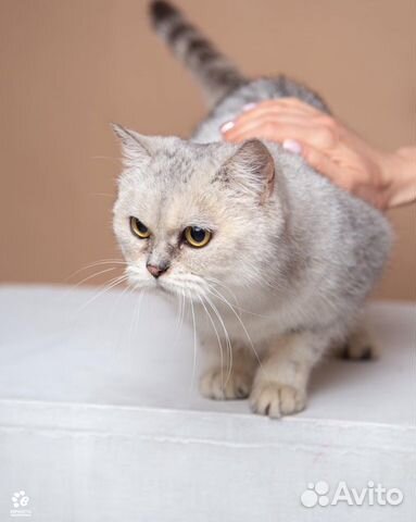 Красавица-британка Шанти