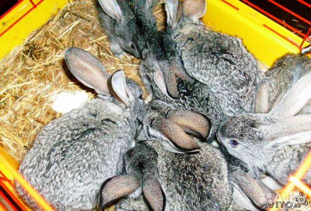 Крольчата мясных пород
