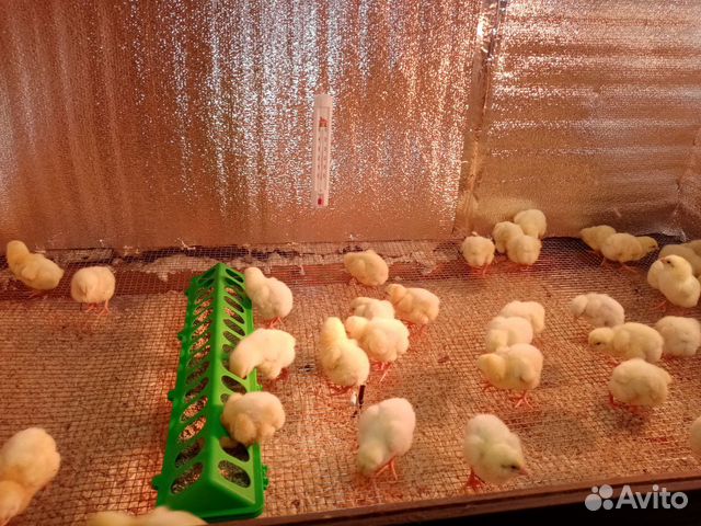 Цыпленок броллеров кобб 500