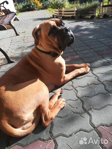 Куколка Ляля ищет дом