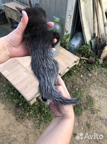 Котенок окрас Чернобурка
