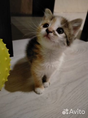 Кошечка-крошечка