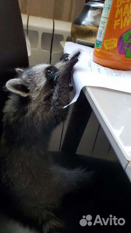 Продам енота