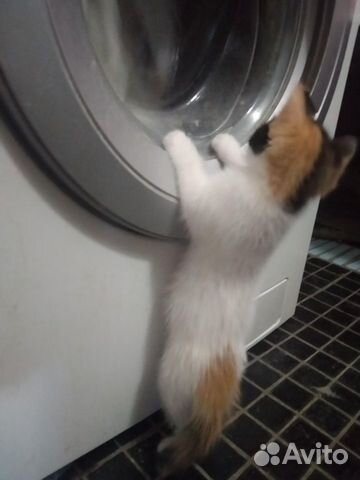 Котенок-кнопа, помошник в доме