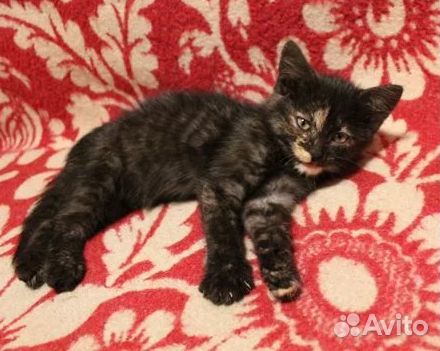 Ласковая трехцветная девочка котенок