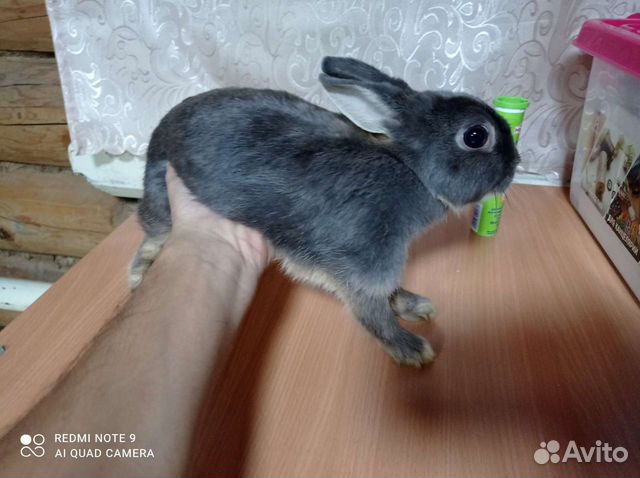 Декративный кролик
