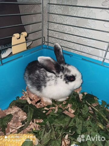 Декоративный карликовый вислоухий крольчонок