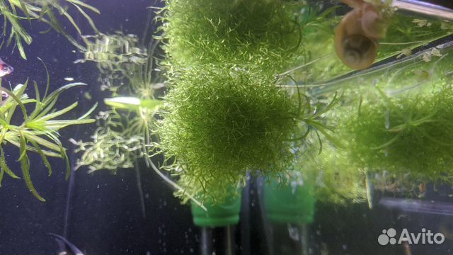 Растения акваримные