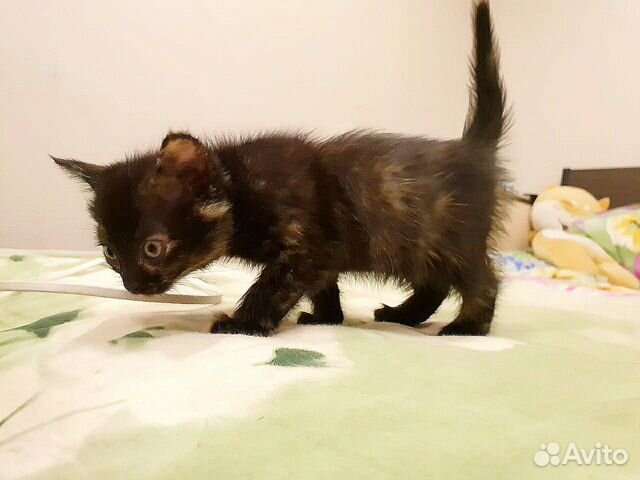 Котенок трехцветная девочка 1 месяц