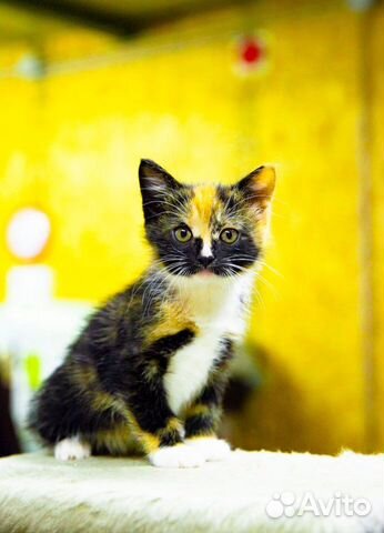 Милашка Лиззи ищет дом