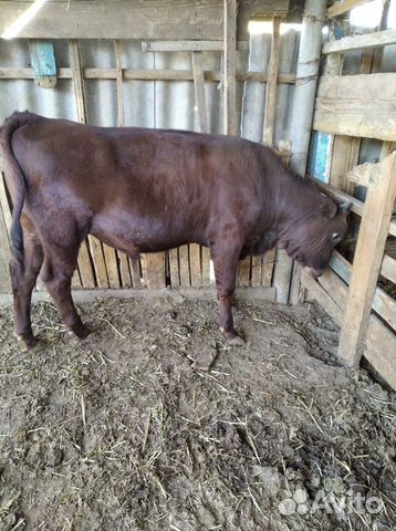 Молодые бычки 6,7,8 месяцев