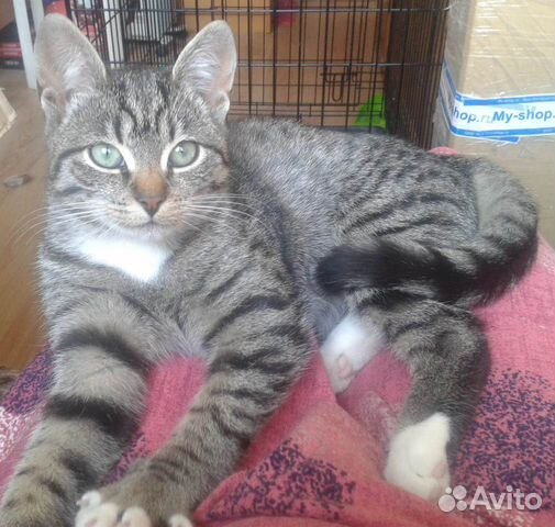Подобран на даче котенок 4 мес. Домашний