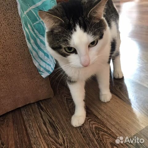 Кот