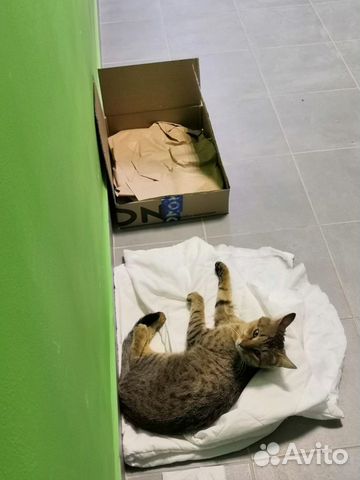 Потерявшийся котик ищет дом