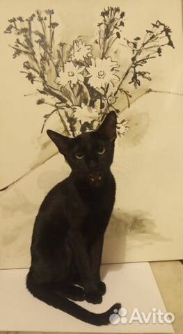 Вязка кошки