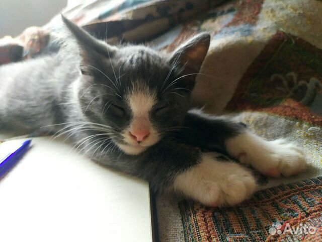 Котенок 2-3мес