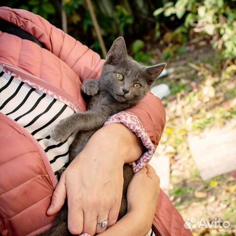 Фенотип Русской голубой, метис