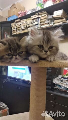 Экзотики мальчик и девочка