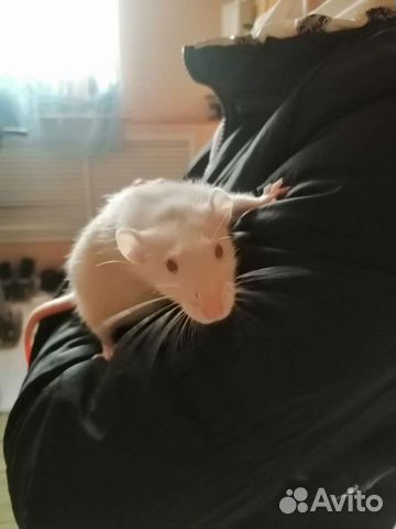 Скоро крысята бесплатно