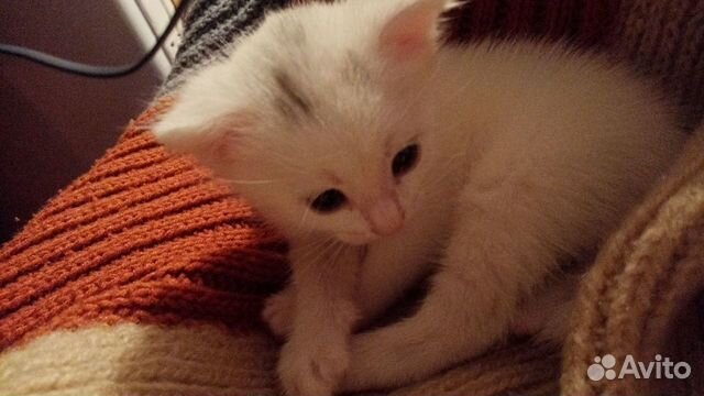 Котенок экспериментальной породы бизярский бобтейл