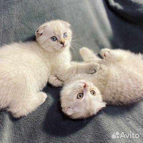 Шотландские котята