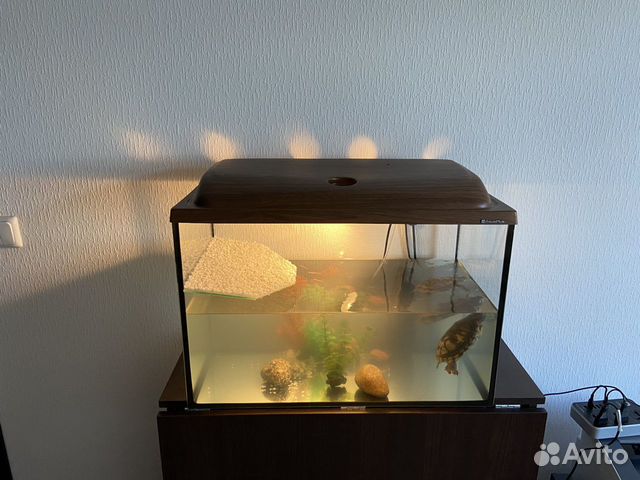 Черепашки с террариумом 72 л в хорошие руки
