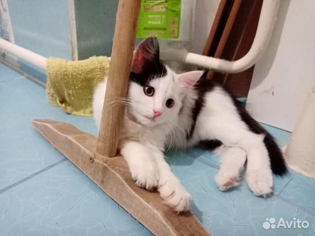 Котенок девочка