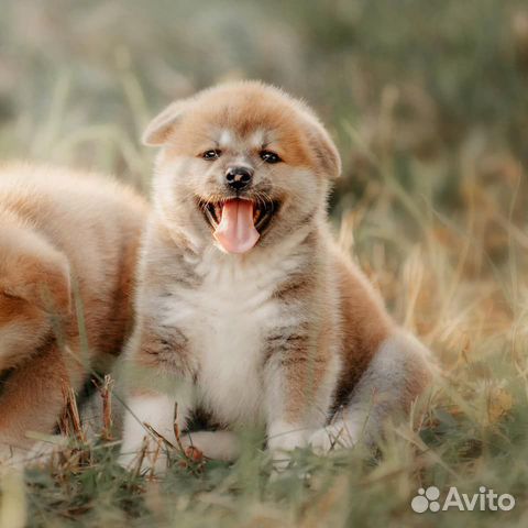 Идеальный Акита ину щенок