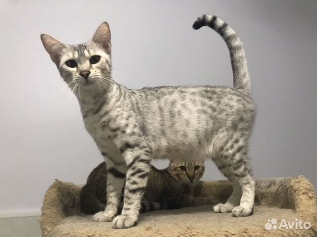 Египетская мау кошечка Эльза в новый дом