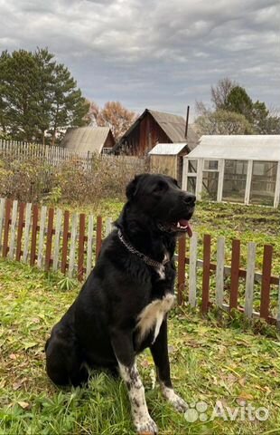 Сао (Алабай) ищет подружку (вязка)