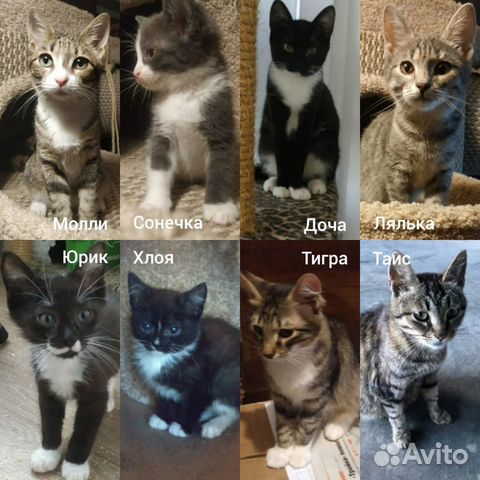 Котята, кошечки, коты ищут дом