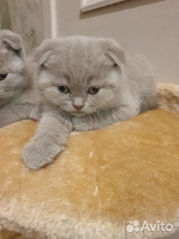 Шотландские лиловые вислоухие