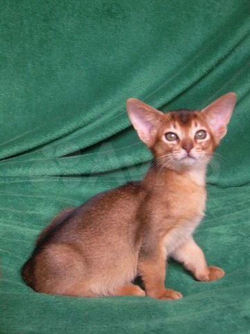 Абиссинский котик