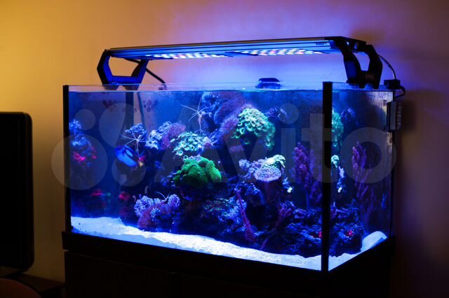 Морской аквариум 300 литров