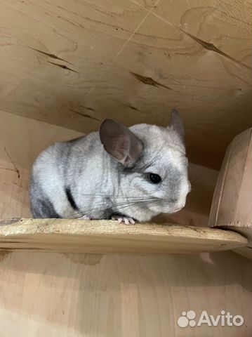 Шиншилла мальчик