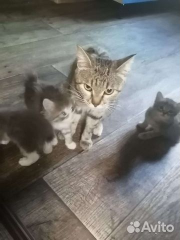 Кошка