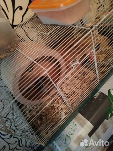 Деггу мальчик