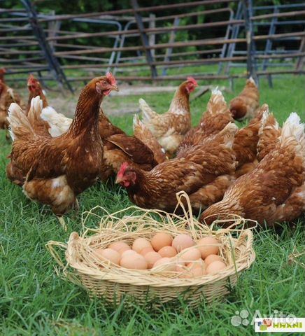 Куры несушки продам