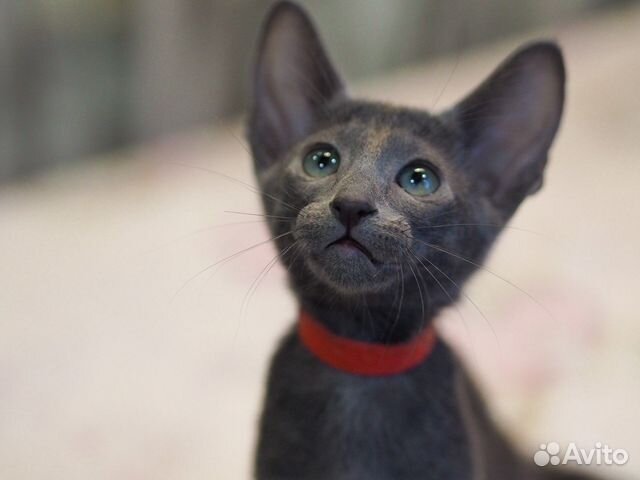 Ориентальный котенок