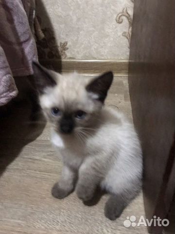 Кошка сиамская тайская