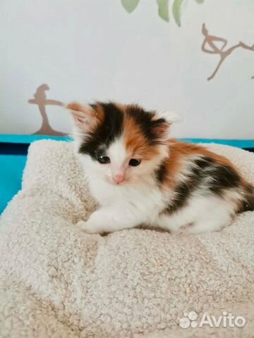 Трехцветная крошка - котёнок в дар