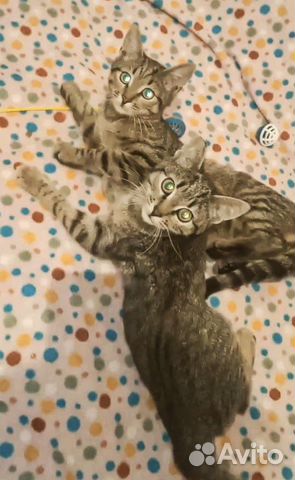 Чудесные котята ищут дом