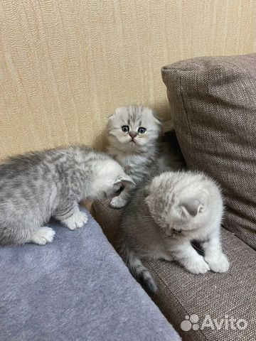 Вислоухие котята