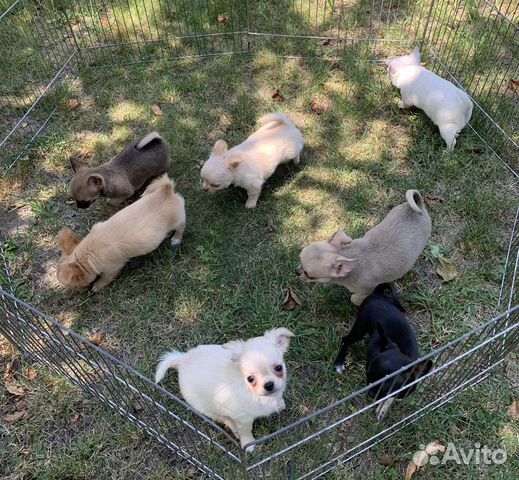 Мальчики и мини черная девочка чихи