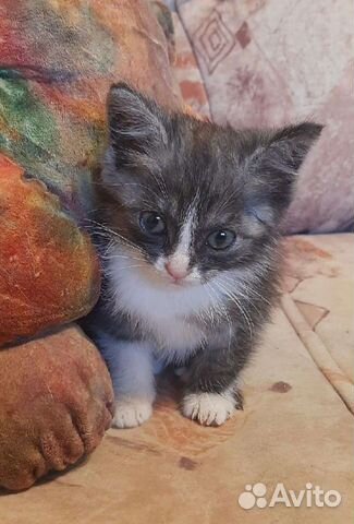 Кнопочка в поисках дома