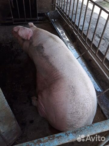 Продаются свиньи на мясо