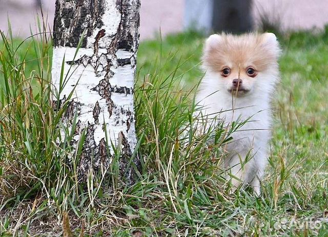 Маленький лисёнок